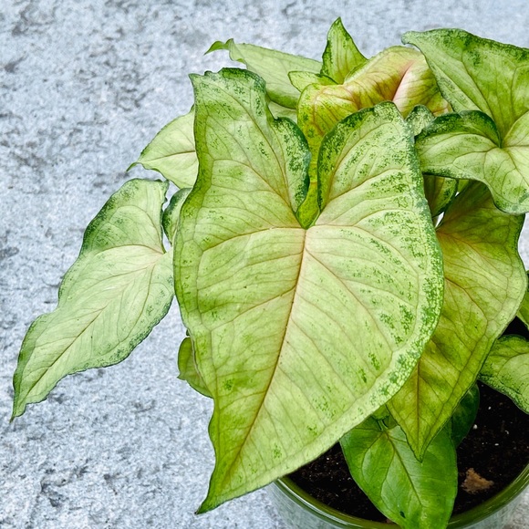 Other | Syngonium Berry Allusion Arrow Head Live Plant | Poshmark
